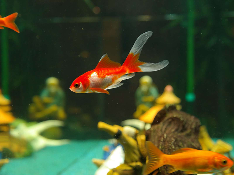 Les règles à suivre pour élever un poisson rouge | Fanimaux